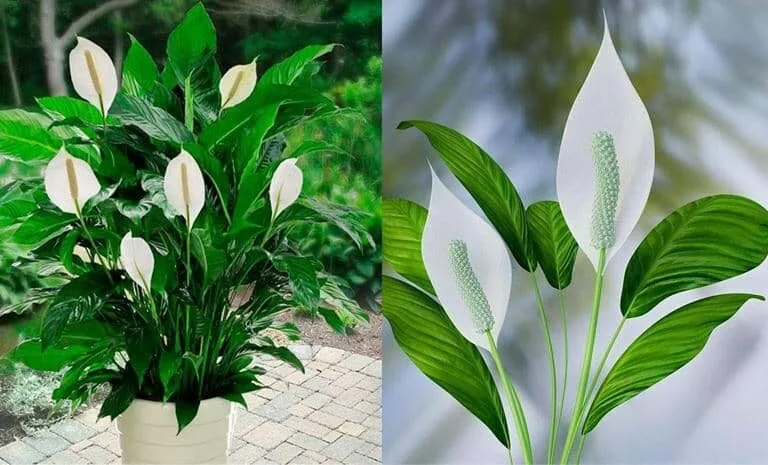Planta de cameră care-i aduce femeii iubire și fericire deplină - Cum ...