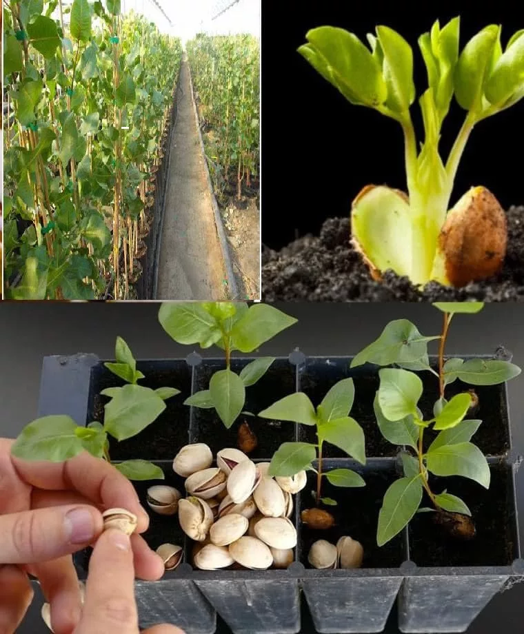 Cum să investești în viitorul grădinăritului: Cultivarea unui arbore de ...