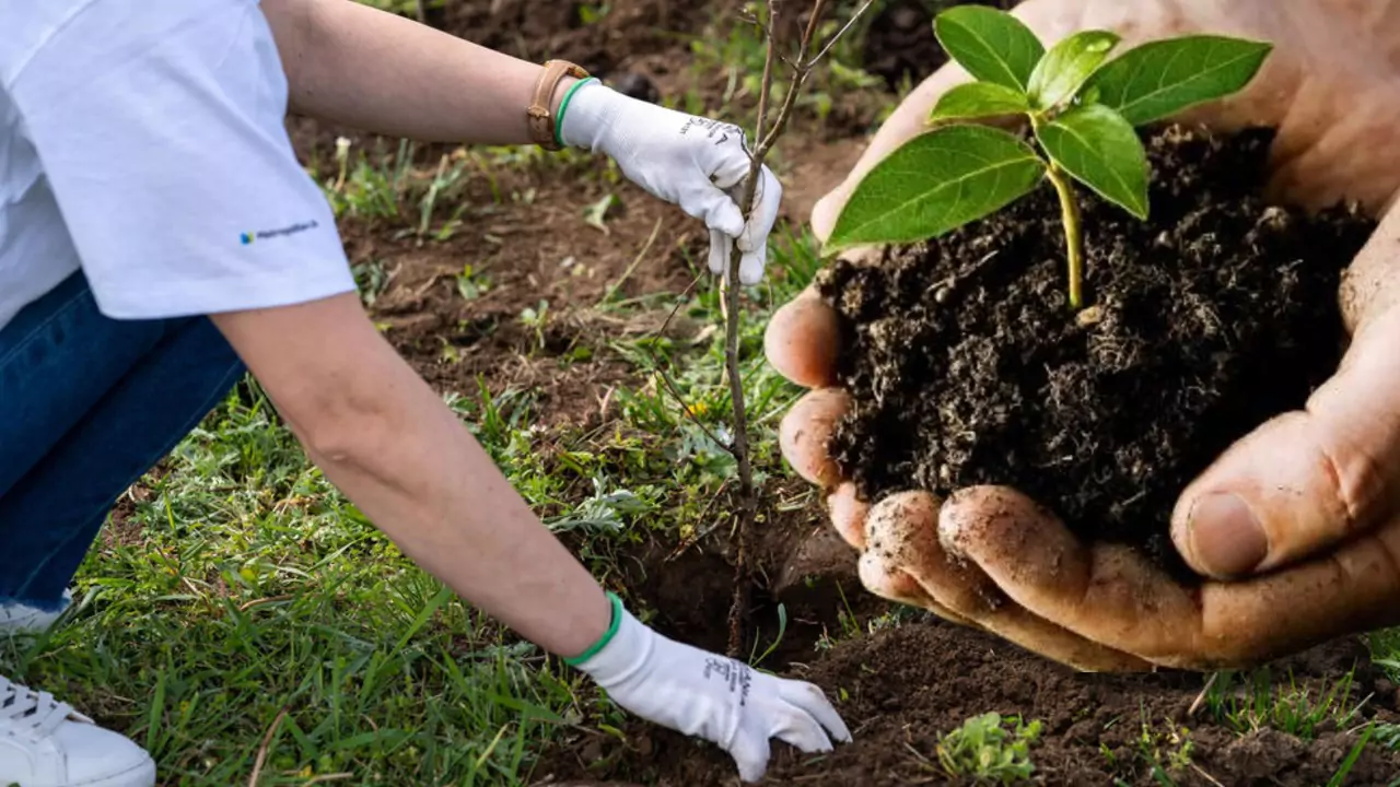 Ce copac se plantează în iunie pentru a atrage prosperitatea în familie ...