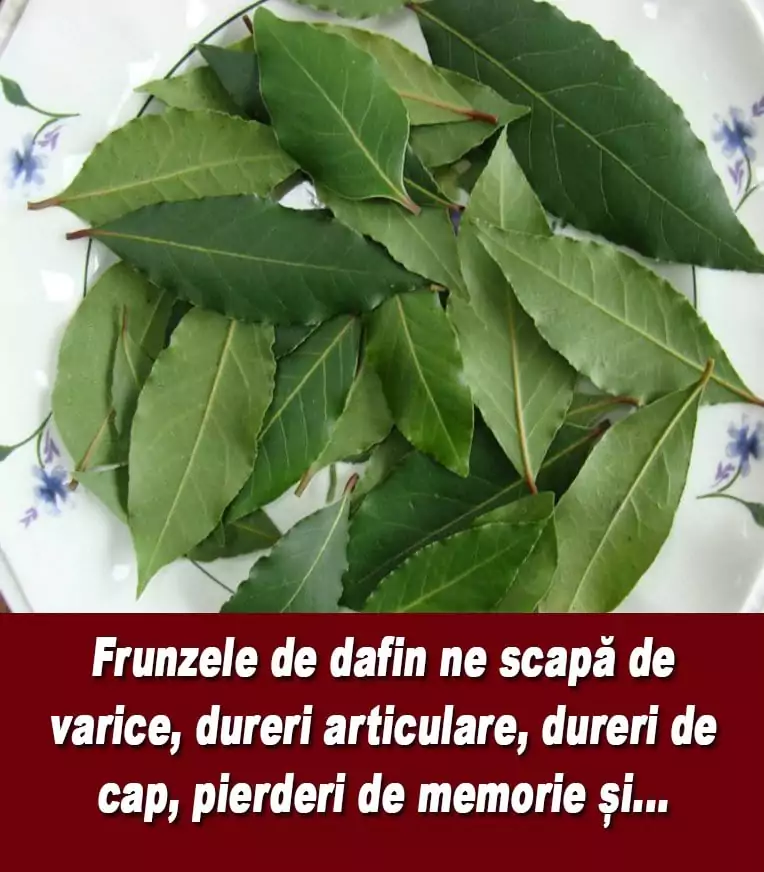 Beneficiile atribuite frunzelor de dafin în remedii populare pentru ...